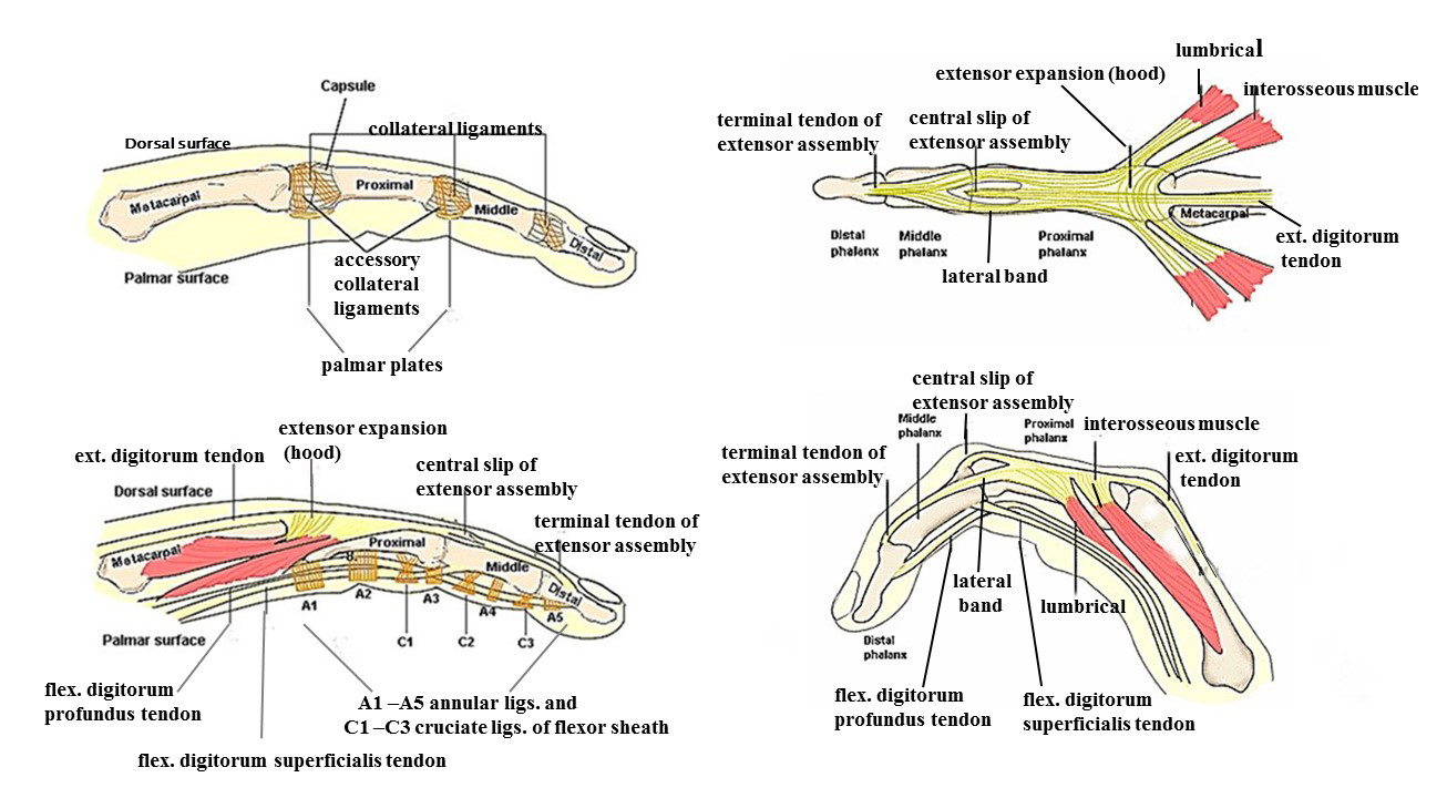 Gross Anatomy I